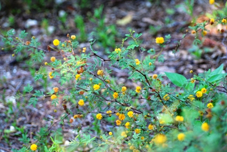 Pineland Acacia