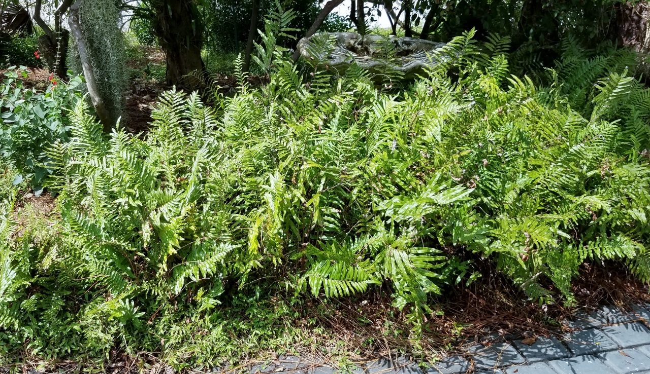Swamp Fern
